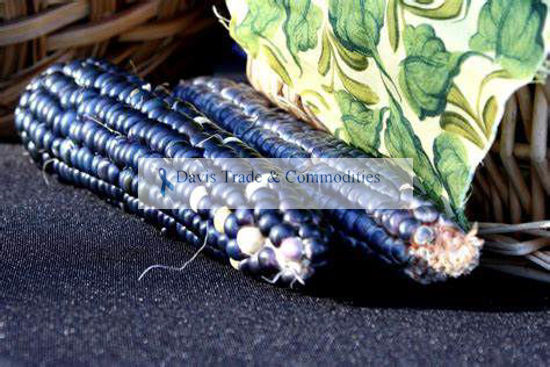 Corn|Davis Trade & Commodities